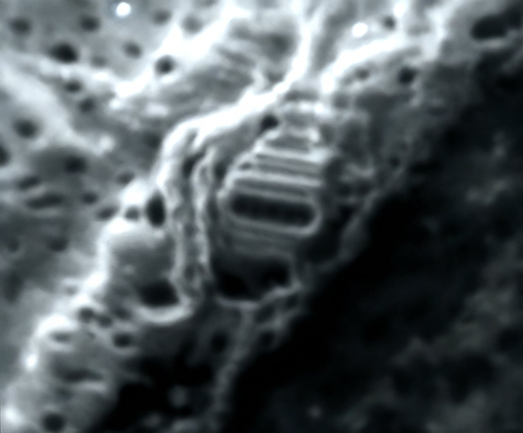 Kabamur Taygeta: Zeeman Crater on the Moon | Operation Disclosure Official